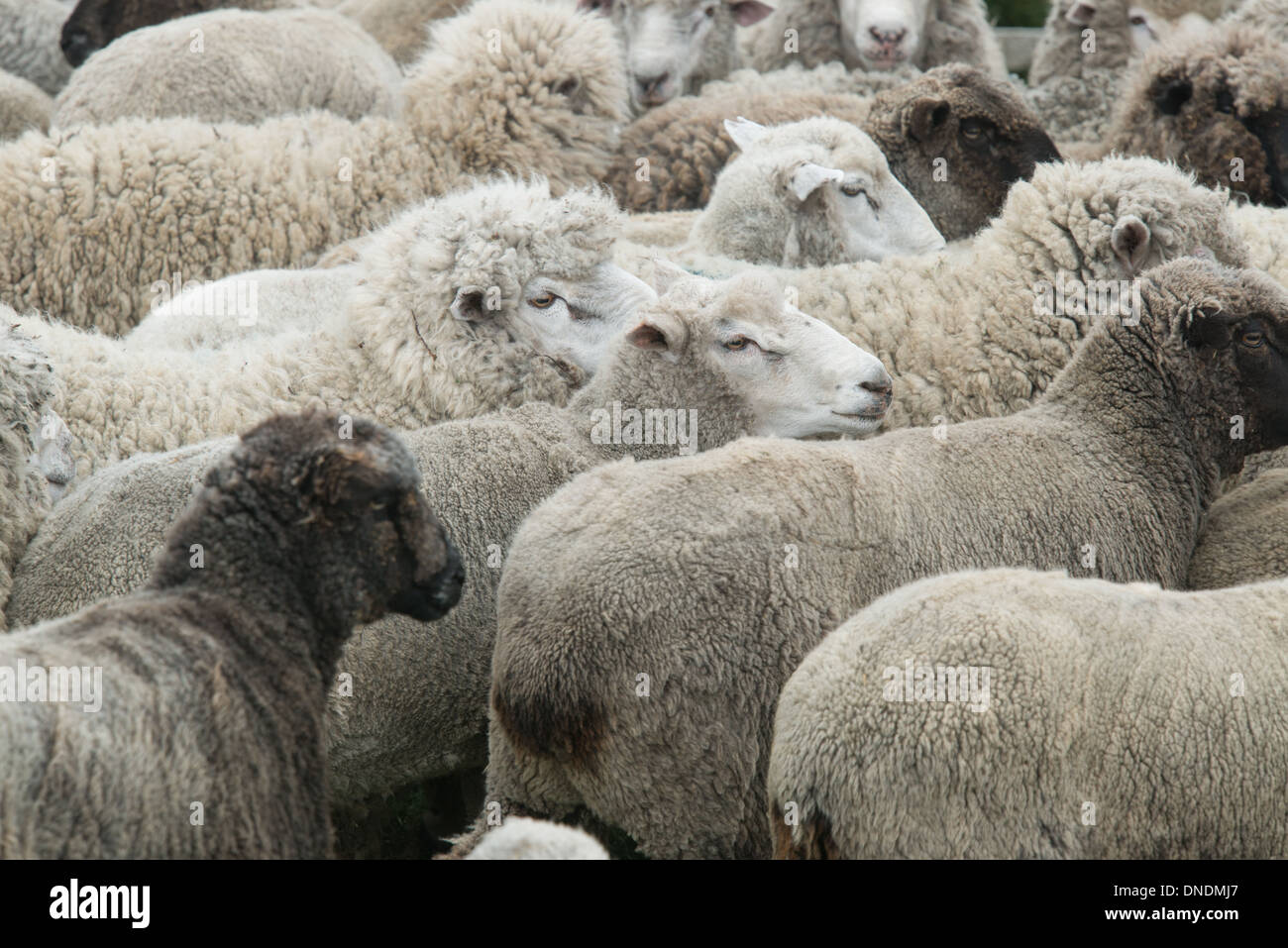 Flock of Sheep, Punta Arenas Chile Stock Photo - Alamy
