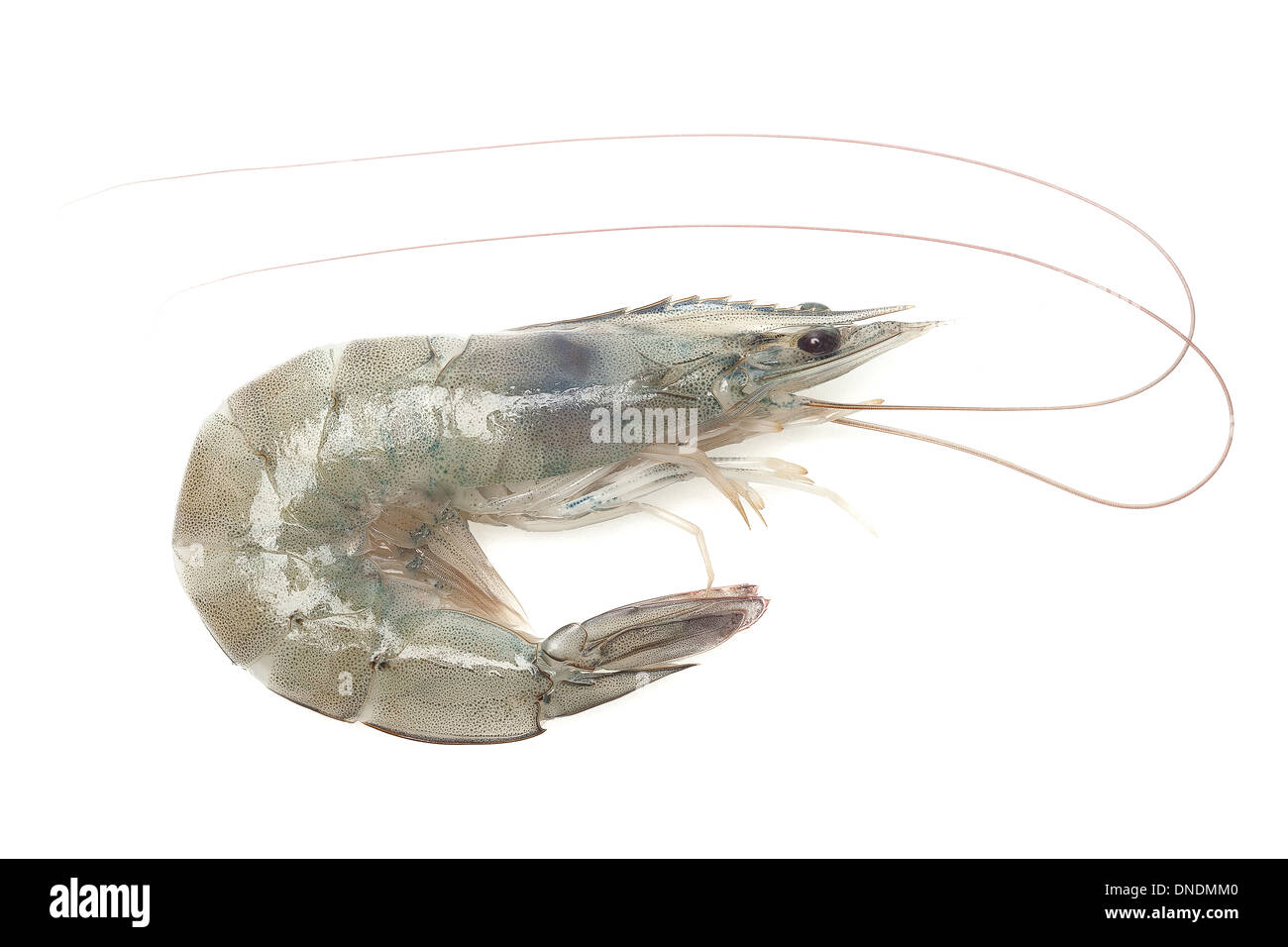 Fresh shrimp seafood closeup and isolated on white background Stock ...