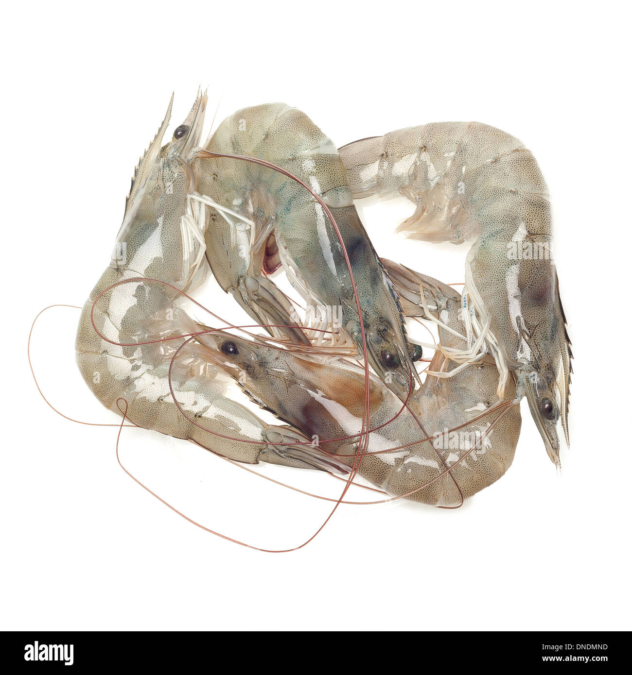 Fresh shrimp seafood isolated on white background Stock Photo - Alamy