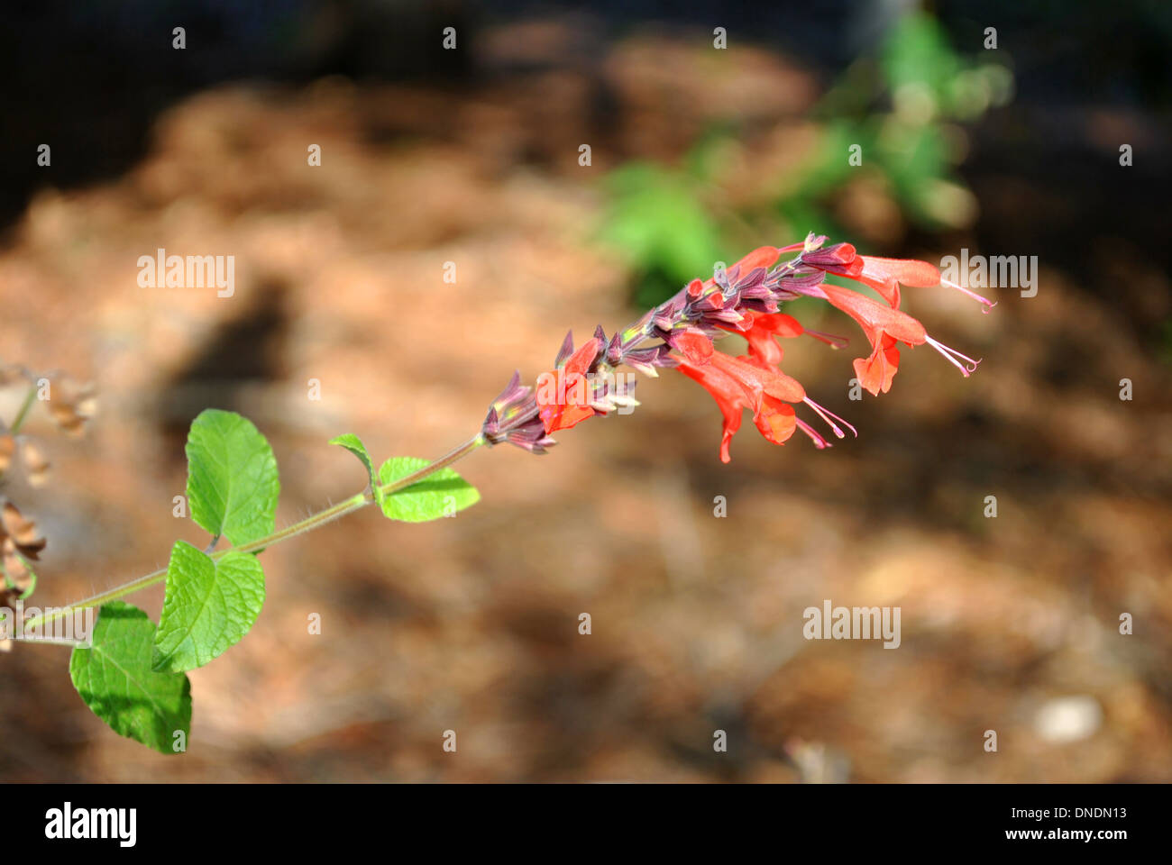 Scarlet Sage Latin name salvia coccinea Stock Photo - Alamy