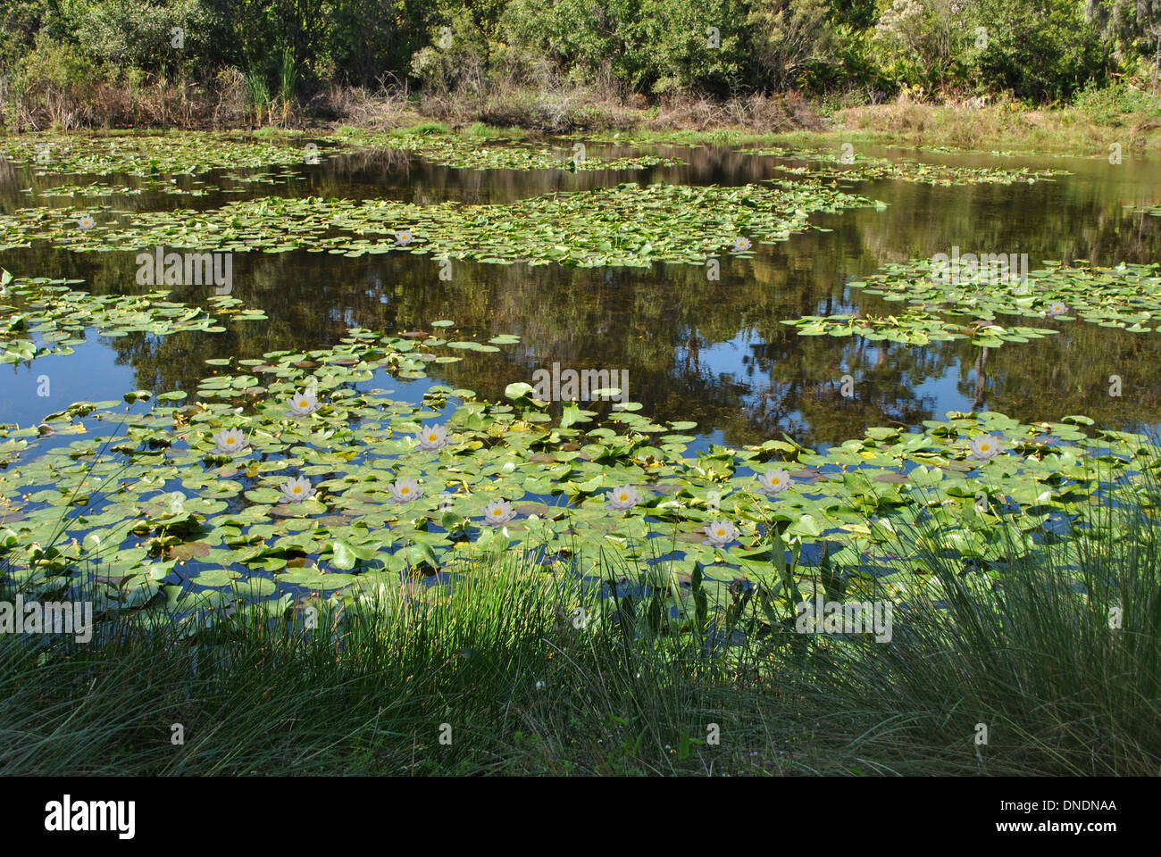 Waterlily pond hi-res stock photography and images - Alamy