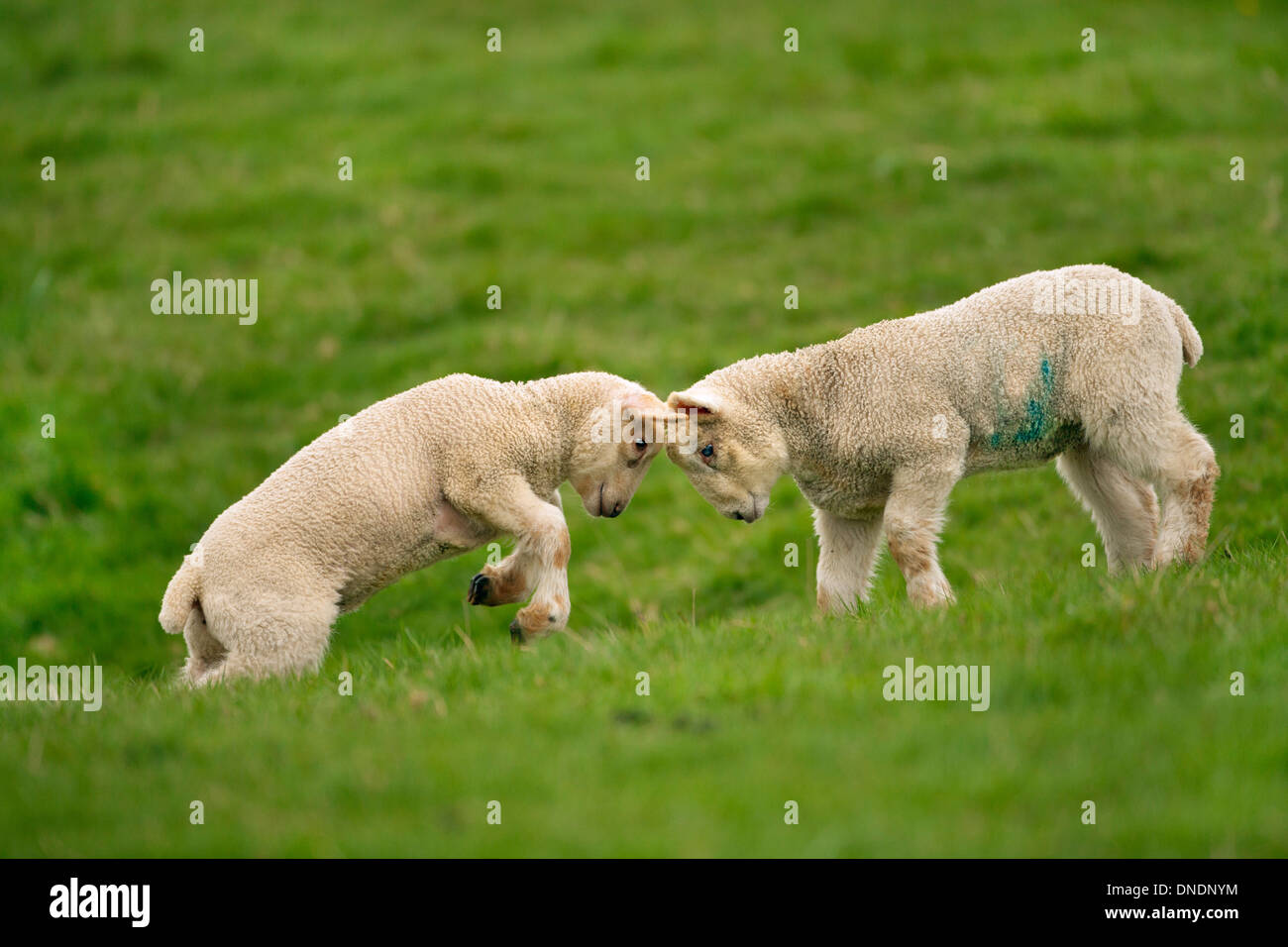 Sheep butting heads hi-res stock photography and images - Alamy