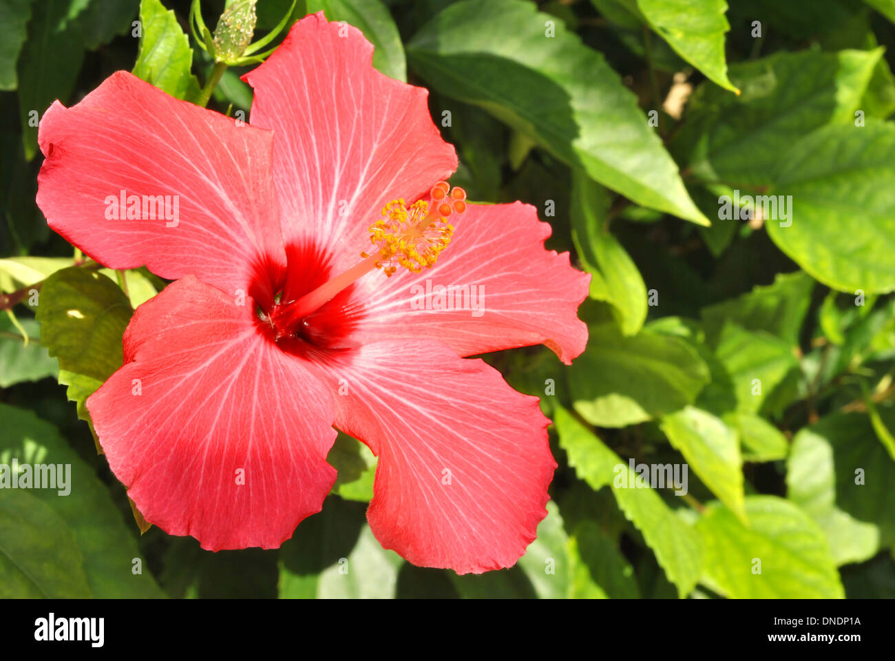 Rose of china hibiscus rosa sinensis hi-res stock photography and ...