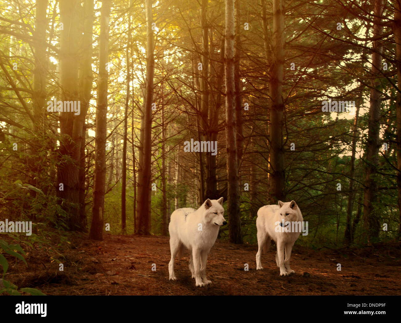 Two wolves together wolf hi-res stock photography and images - Alamy