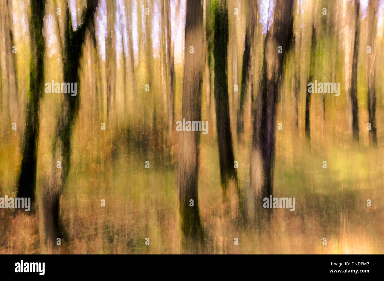 autumn trees fine art Stock Photo - Alamy