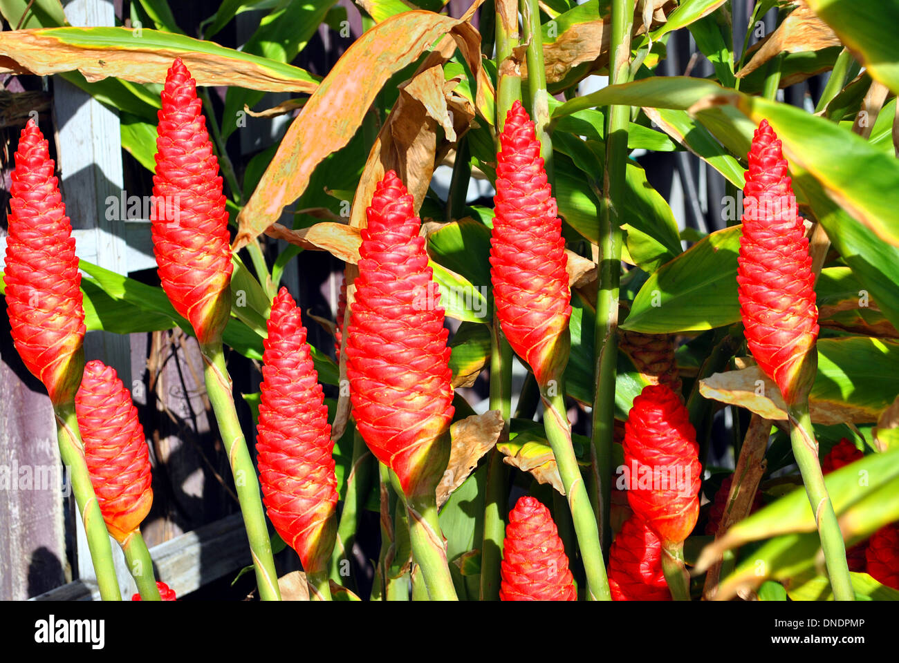 Bitter ginger Latin name Zingiber zerumbet Stock Photo - Alamy