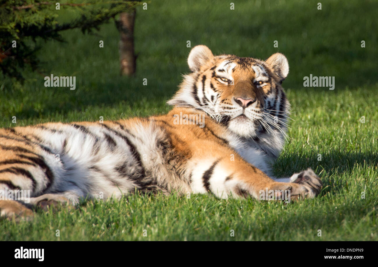 Male amur siberian tiger looking hi-res stock photography and images ...