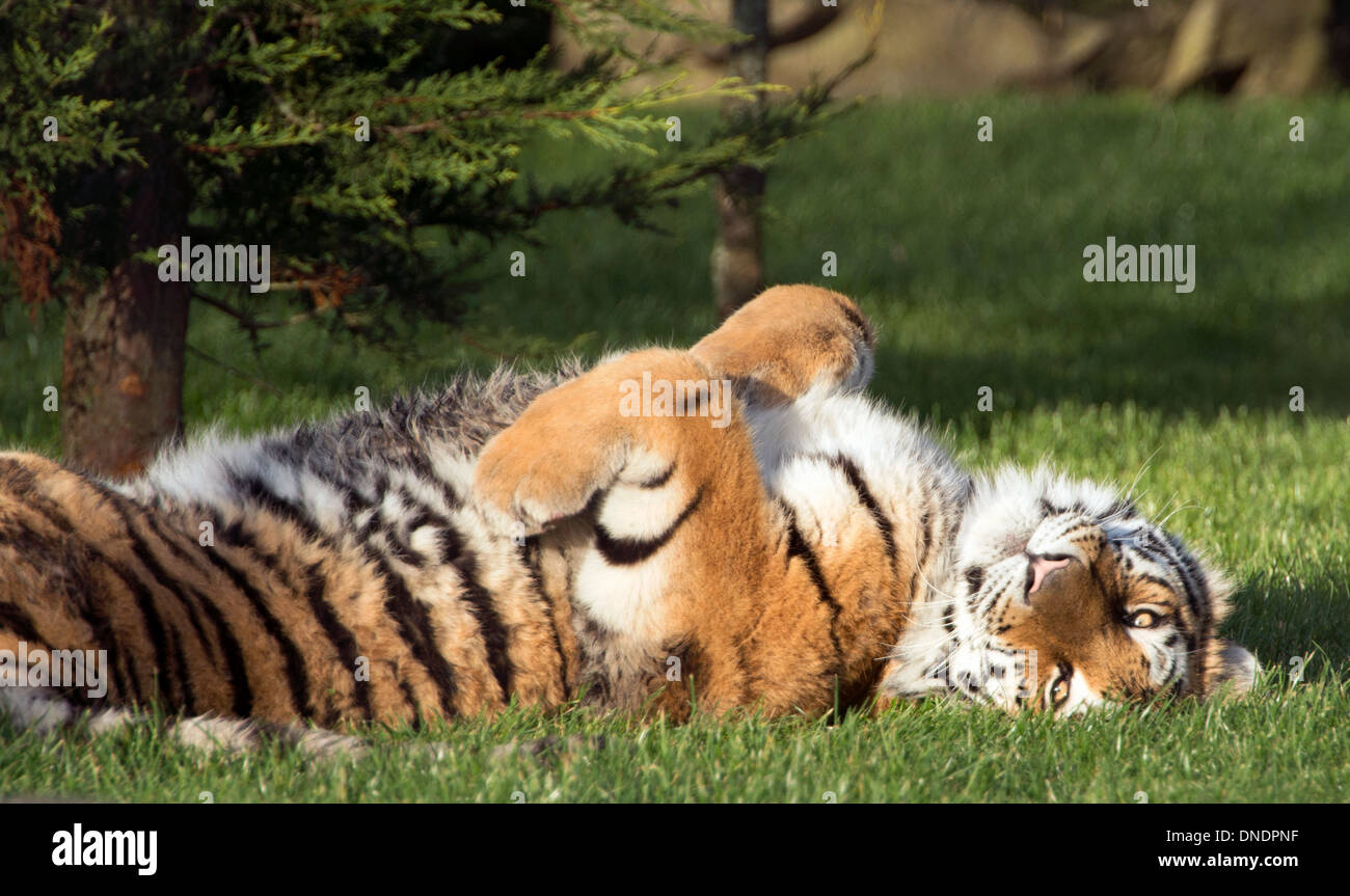 Tiger relaxing grass hi-res stock photography and images - Alamy