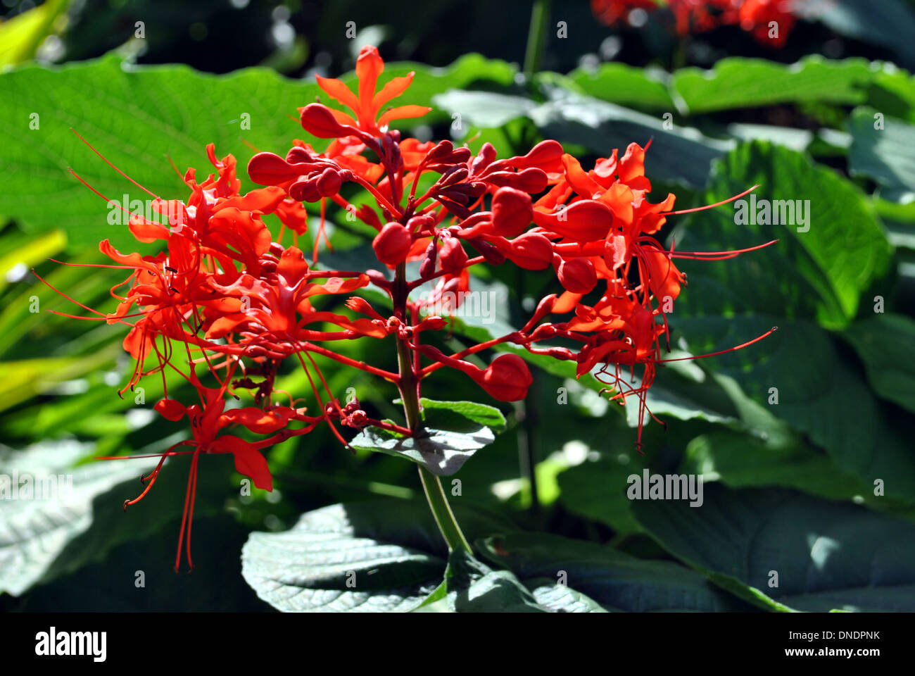 Java Glorybower Latin name Clerodendrum speciosissimum Stock Photo - Alamy