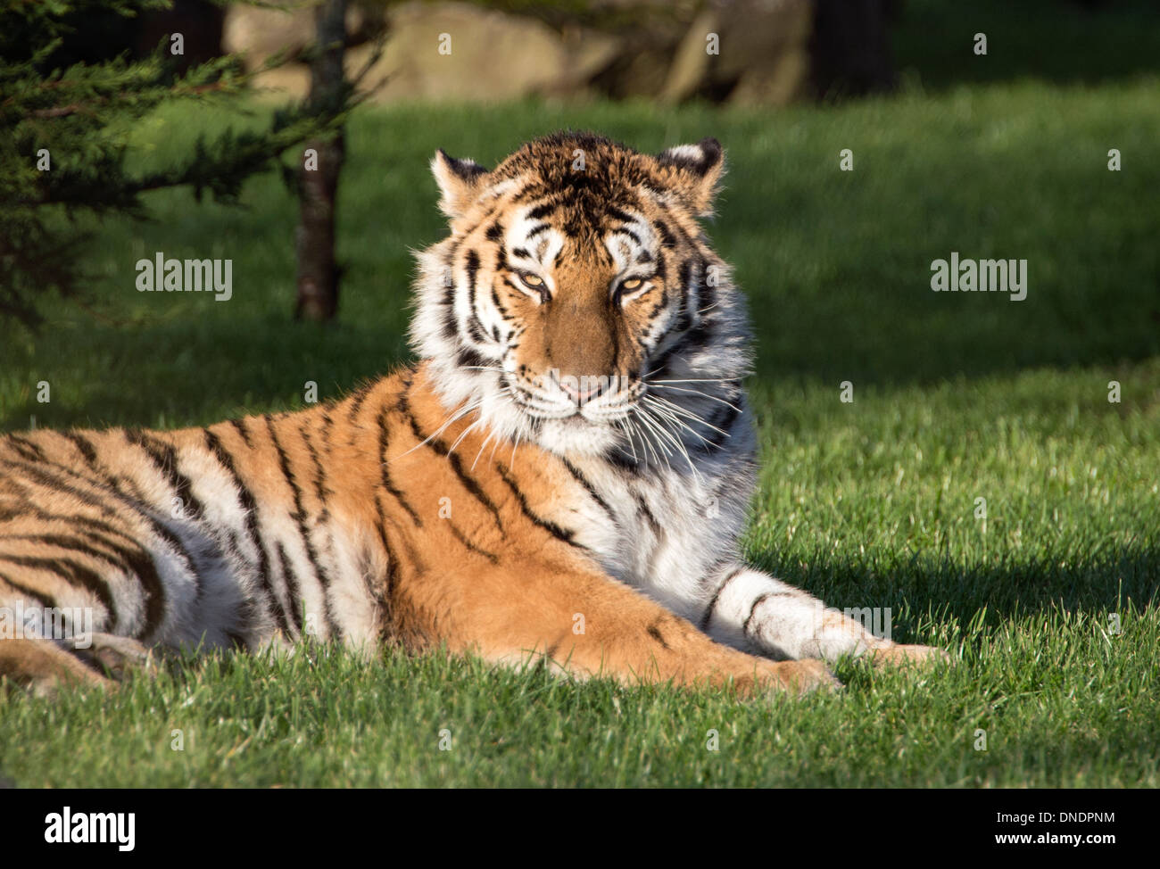 Relaxed tiger hi-res stock photography and images - Alamy