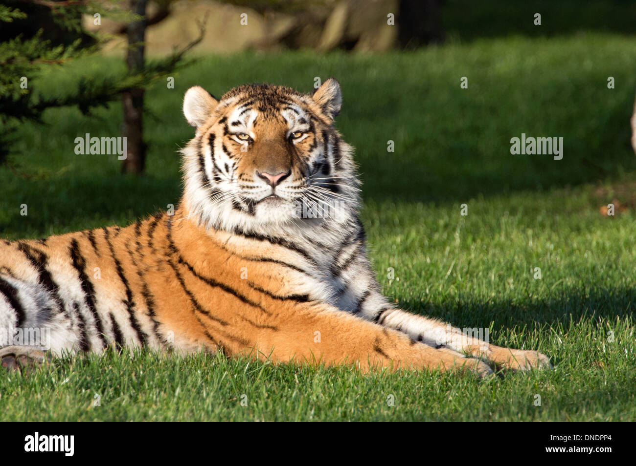 Male amur siberian tiger looking hi-res stock photography and images ...