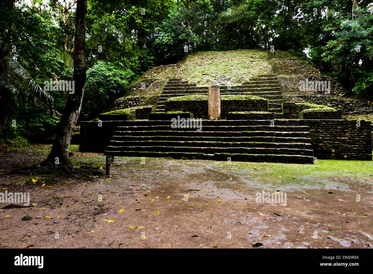 Stela temple in Lamanai Belize in very wet jungle conditions Stock ...