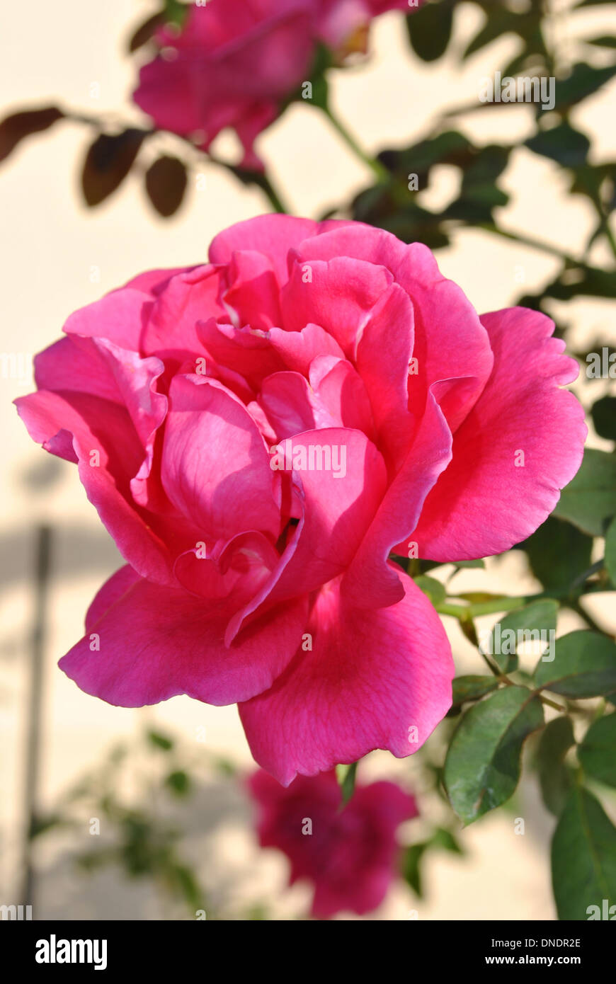 Rose Catherine Nelson Stock Photo - Alamy