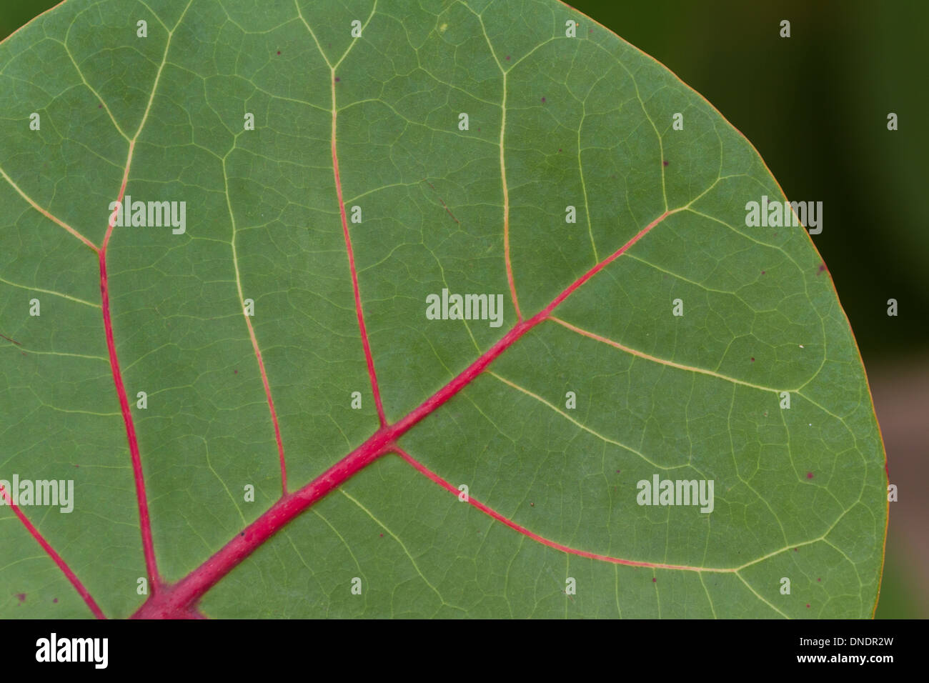 close up of a leaf with bright red veins in a rain forest Stock Photo ...