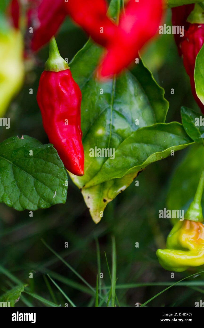 ornamental peppers in a home garden with one red pepper in focus using ...