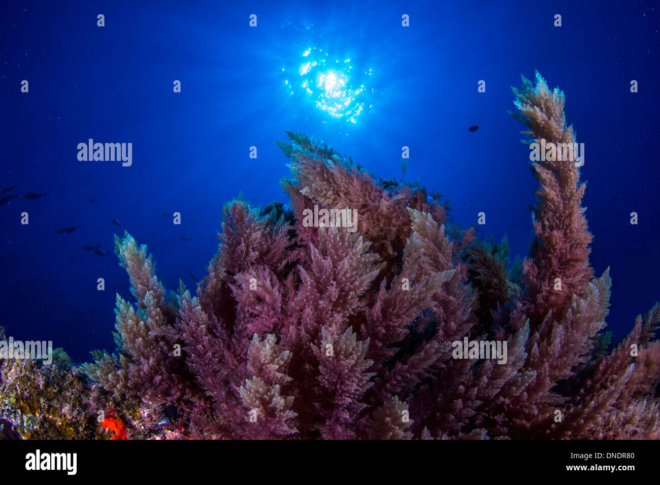 Asparagopsis is an invasive algae in the Mediterranean sea Stock Photo ...