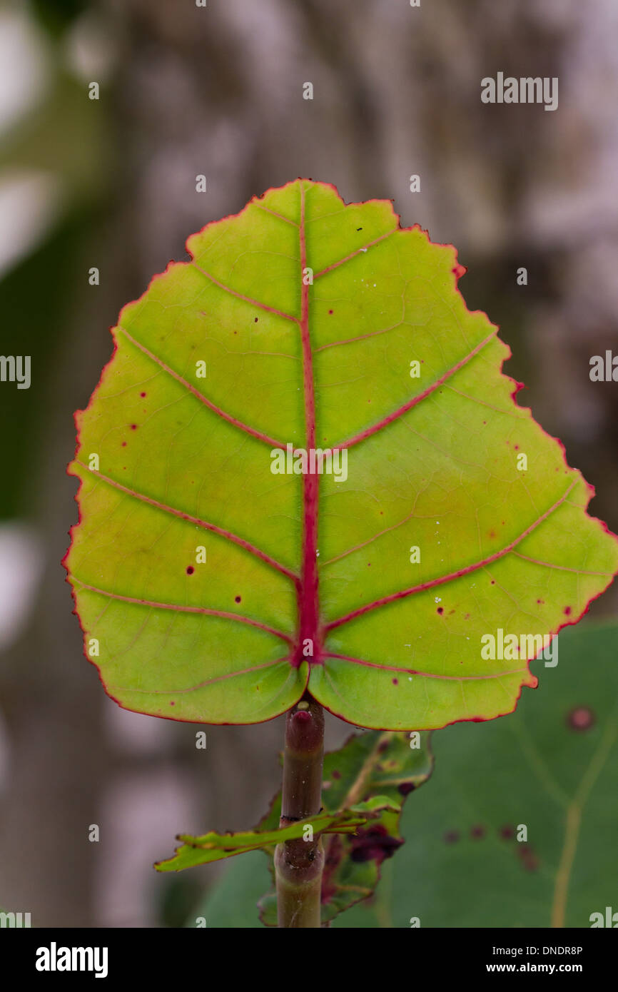 close up of a leaf with bright red veins in a rain forest Stock Photo ...