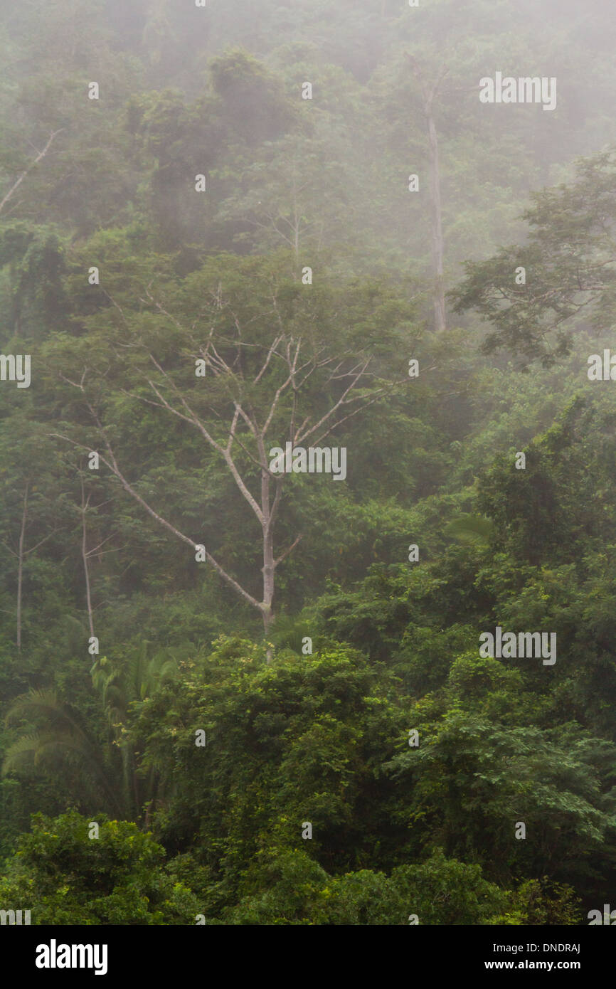 dense jungle in the rain forest of Belize with morning fog and heavy ...