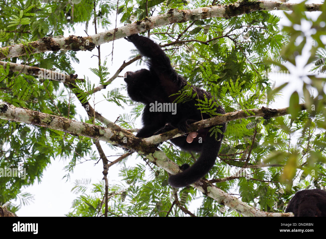 Monkey balls hi-res stock photography and images - Alamy
