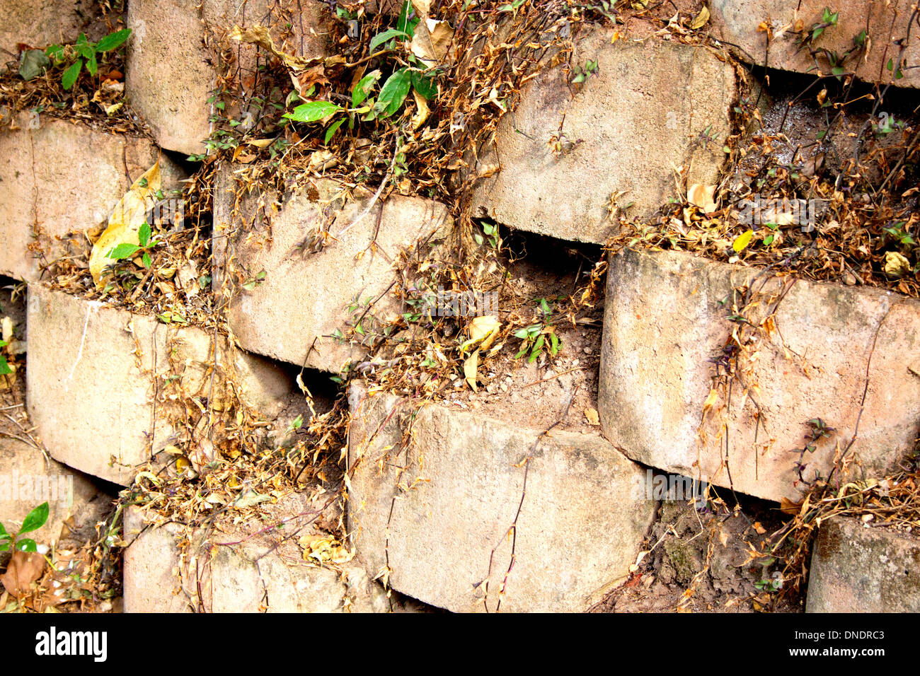 plants fighting for surviving in gaps of linker brick retaining wall ...