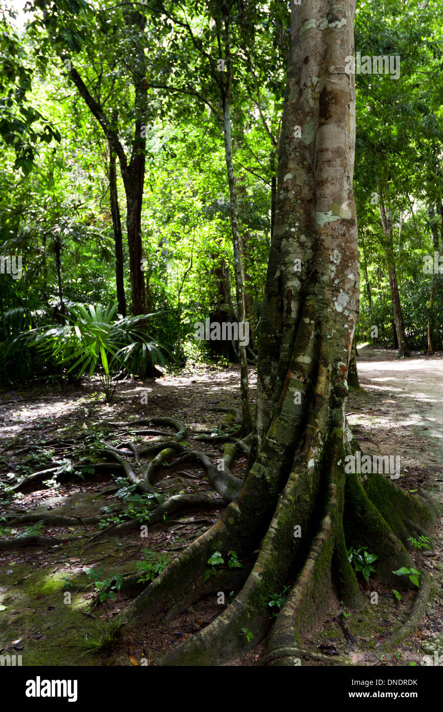 large tree with long above ground roots in the rain forest of Guatemala ...