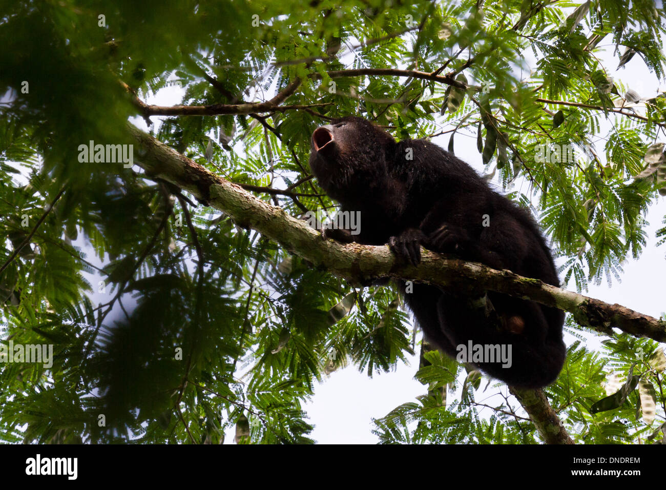 loud adult male howler monkey on top of a tree in Guatemala Stock Photo ...