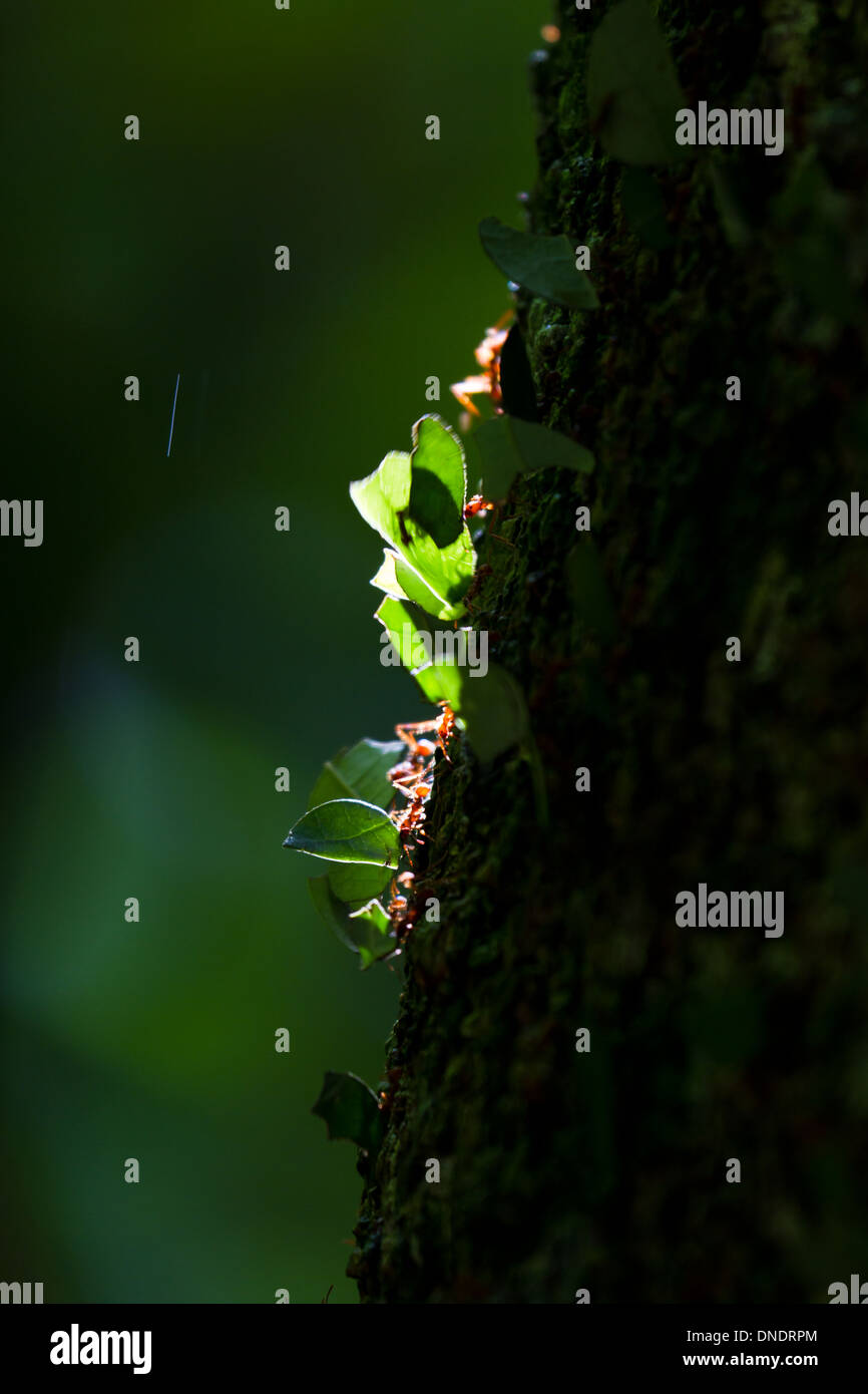 working leaf cutter ants climbing down a tree with back light in the ...