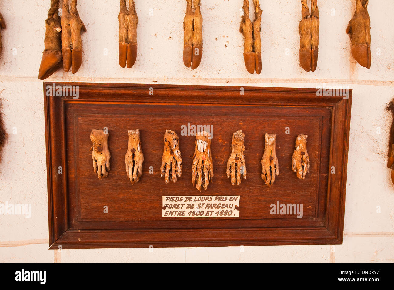 Feet skeleton hi-res stock photography and images - Alamy