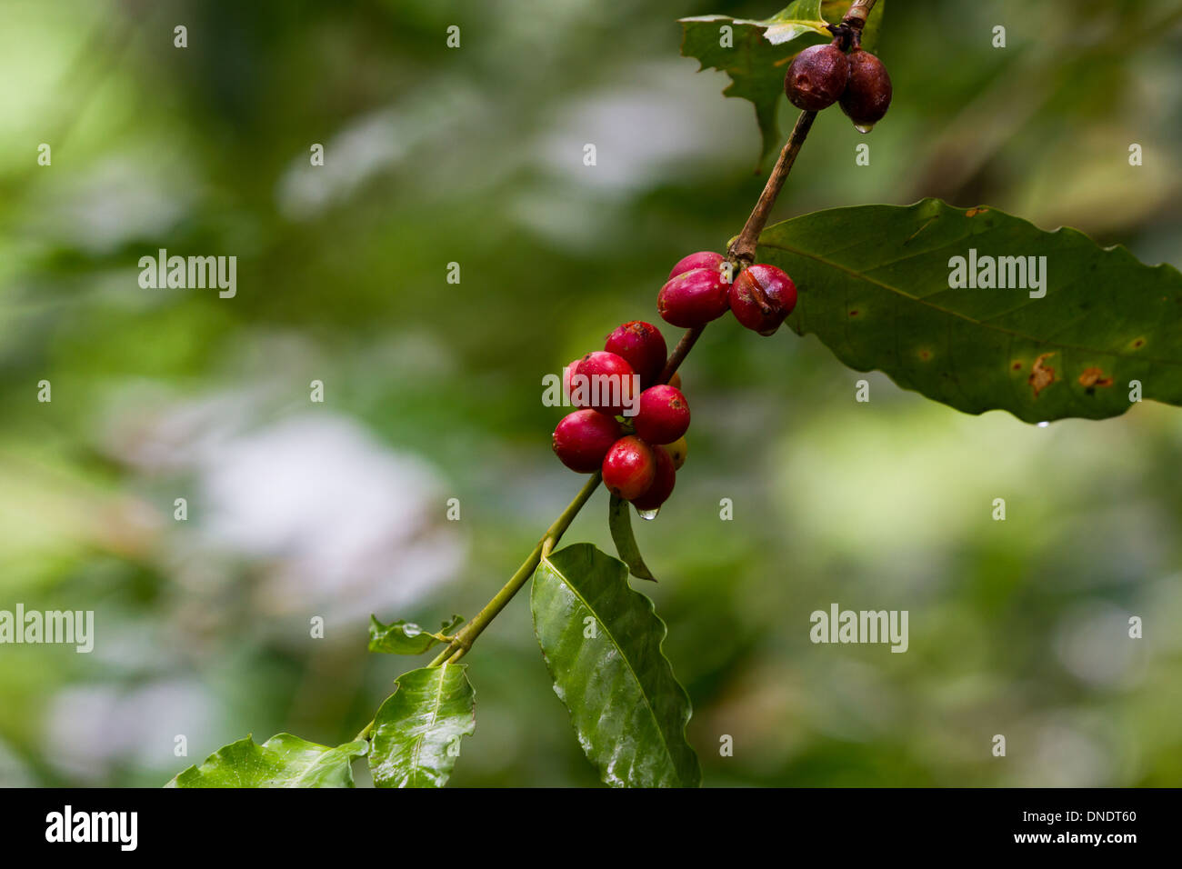closeup of red coffee berries on a plant after a morning rain in Belize ...