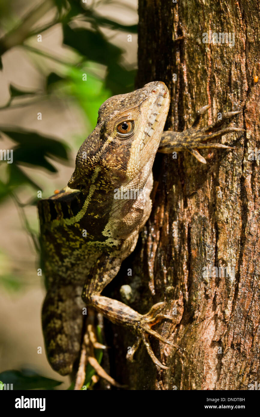 tree lizard climbing in the rain forest of Belize Stock Photo - Alamy