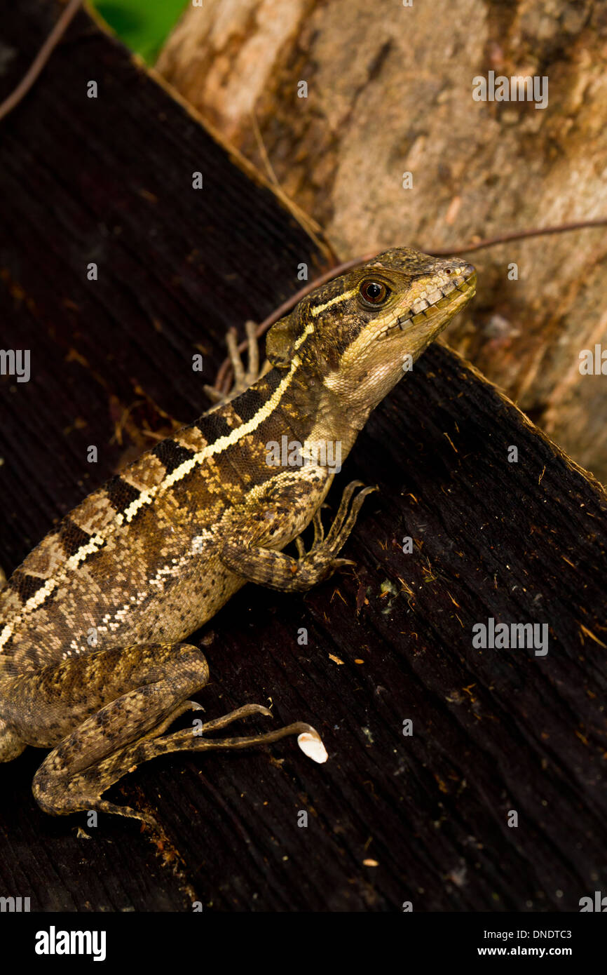 tree lizard climbing in the rain forest of Belize Stock Photo - Alamy