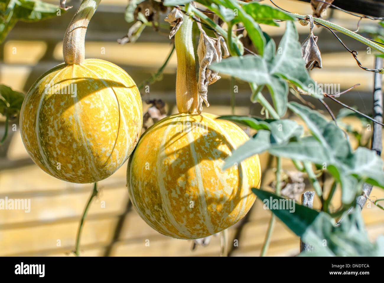 Coyote Melon fruits in the desert Stock Photo - Alamy