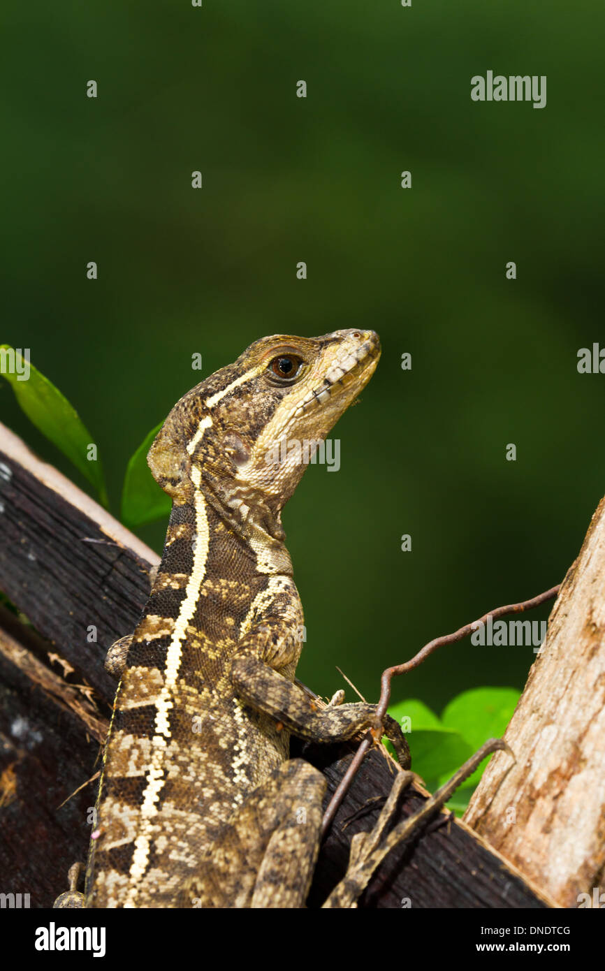 tree lizard climbing in the rain forest of Belize Stock Photo - Alamy