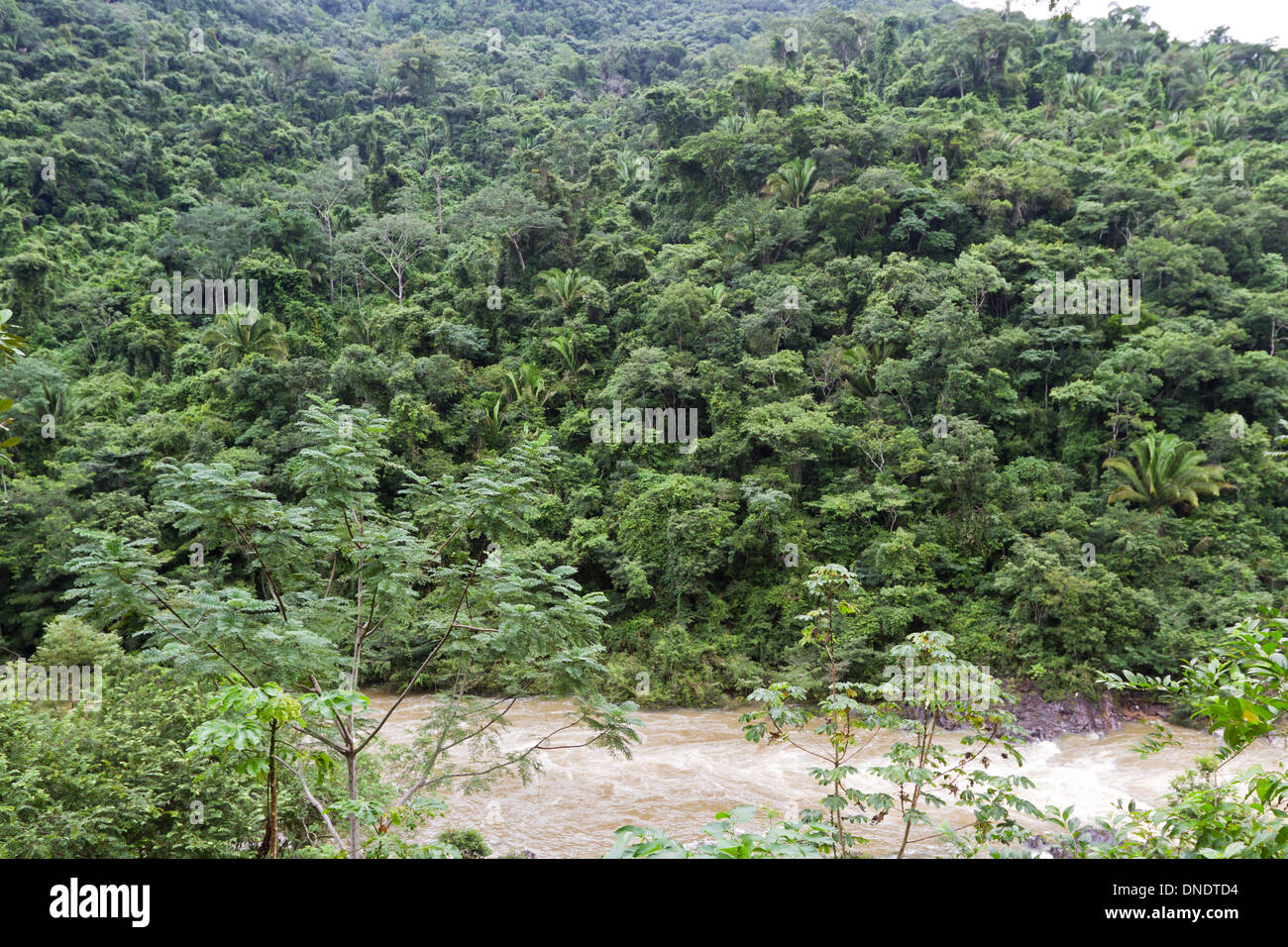 overflowing macal river after severe rain in november 2013 Belize Stock ...
