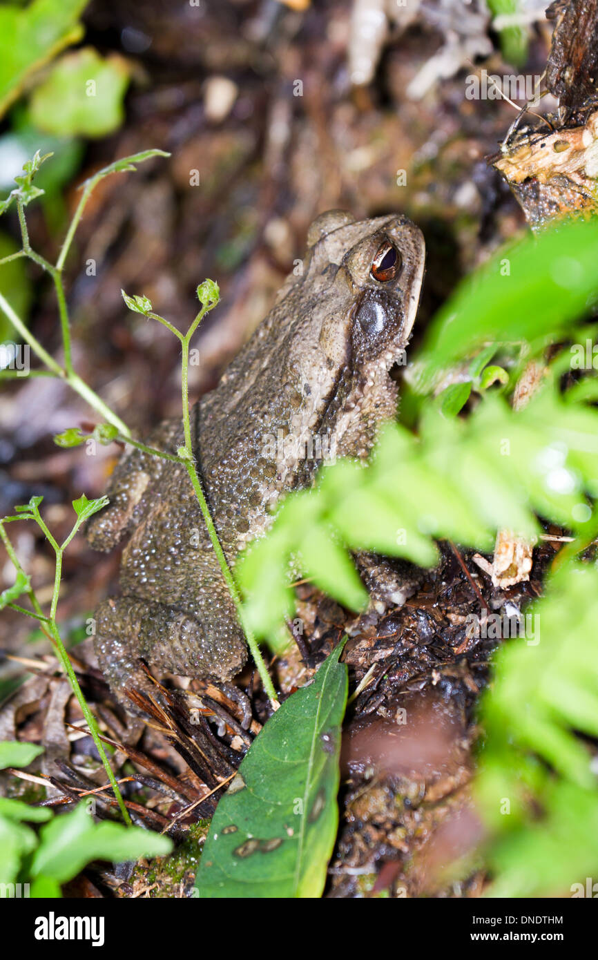 large toad in the rain forest of Belize Stock Photo - Alamy
