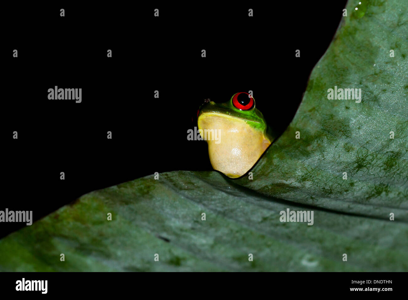 red eyed tree frog at night in the rain forest of Belize calling her ...