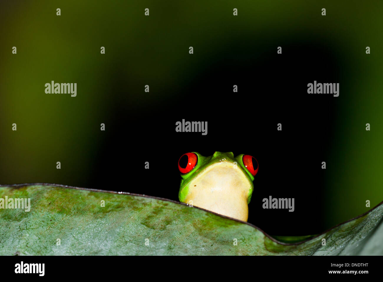 red eyed tree frog at night in the rain forest of Belize calling her ...