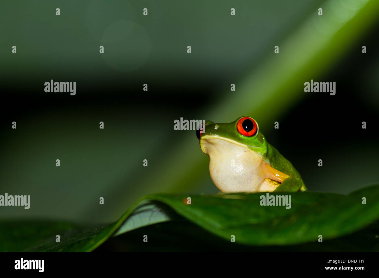 red eyed tree frog at night in the rain forest of Belize calling her ...