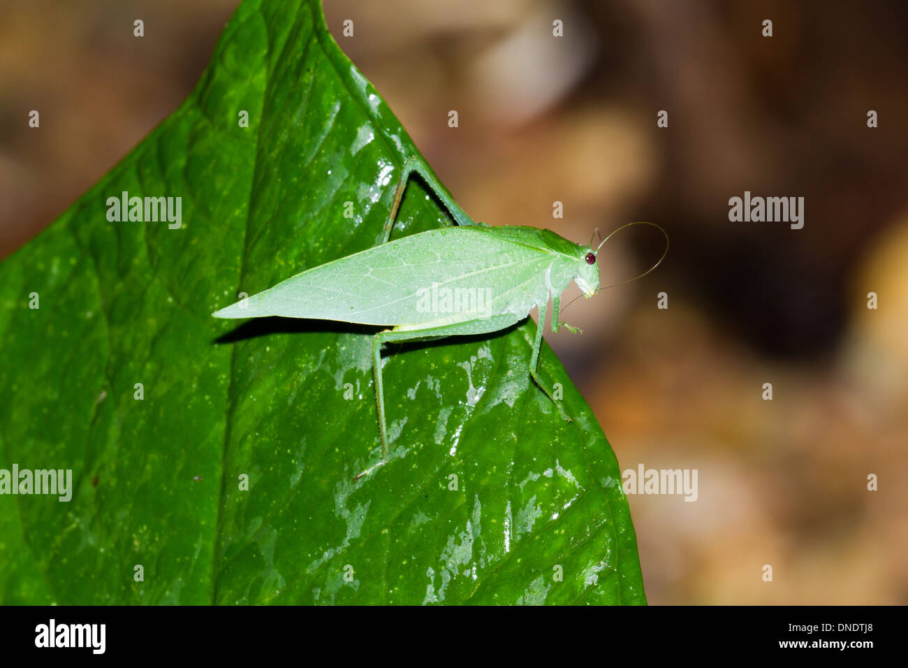 Rain hopper hi-res stock photography and images - Alamy