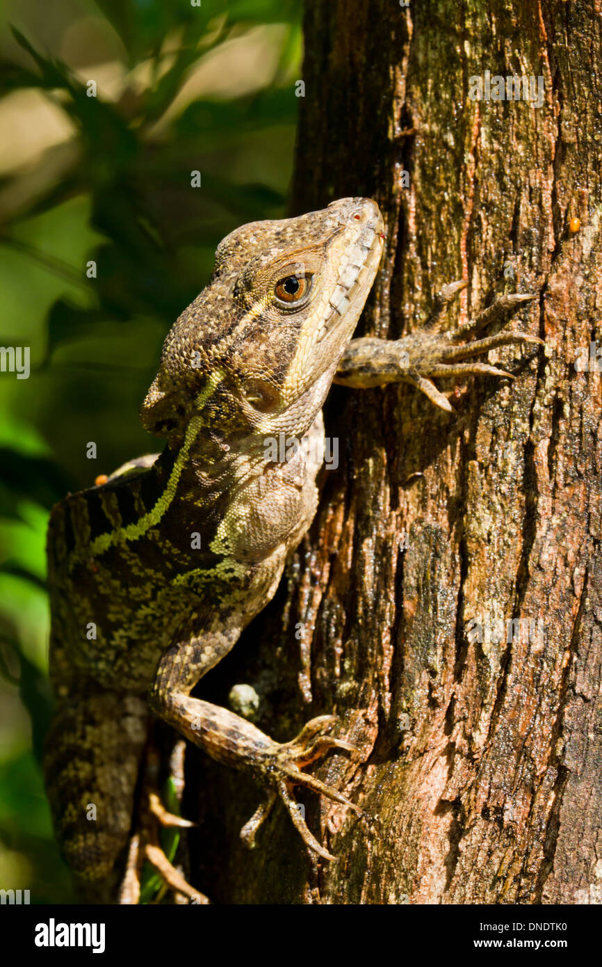 tree lizard climbing in the rain forest of Belize Stock Photo - Alamy