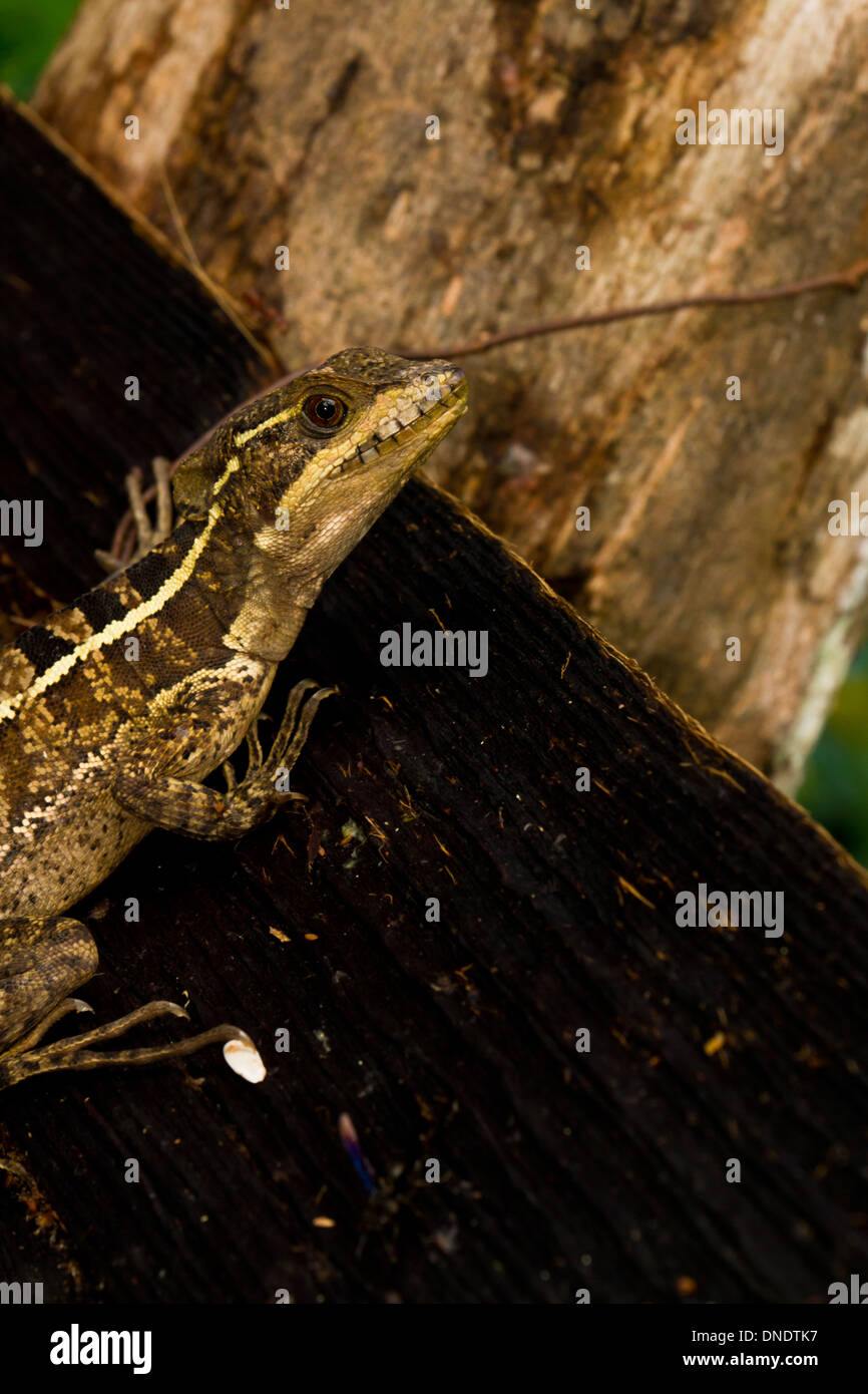 tree lizard climbing in the rain forest of Belize Stock Photo - Alamy