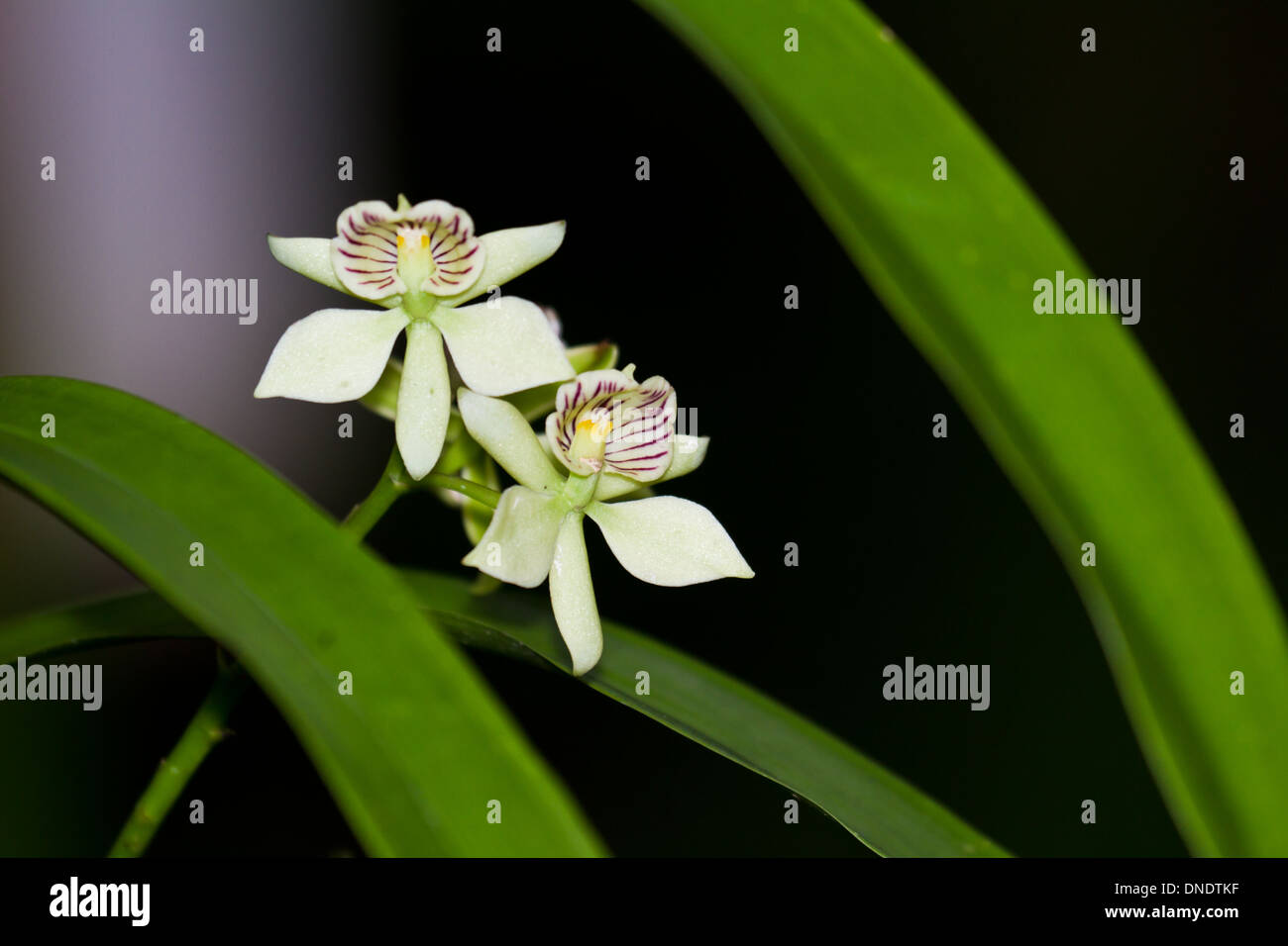 The National Flower Of Belize High Resolution Stock Photography and ...