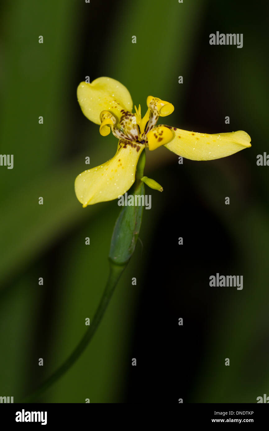 The national flower of belize hi-res stock photography and images - Alamy