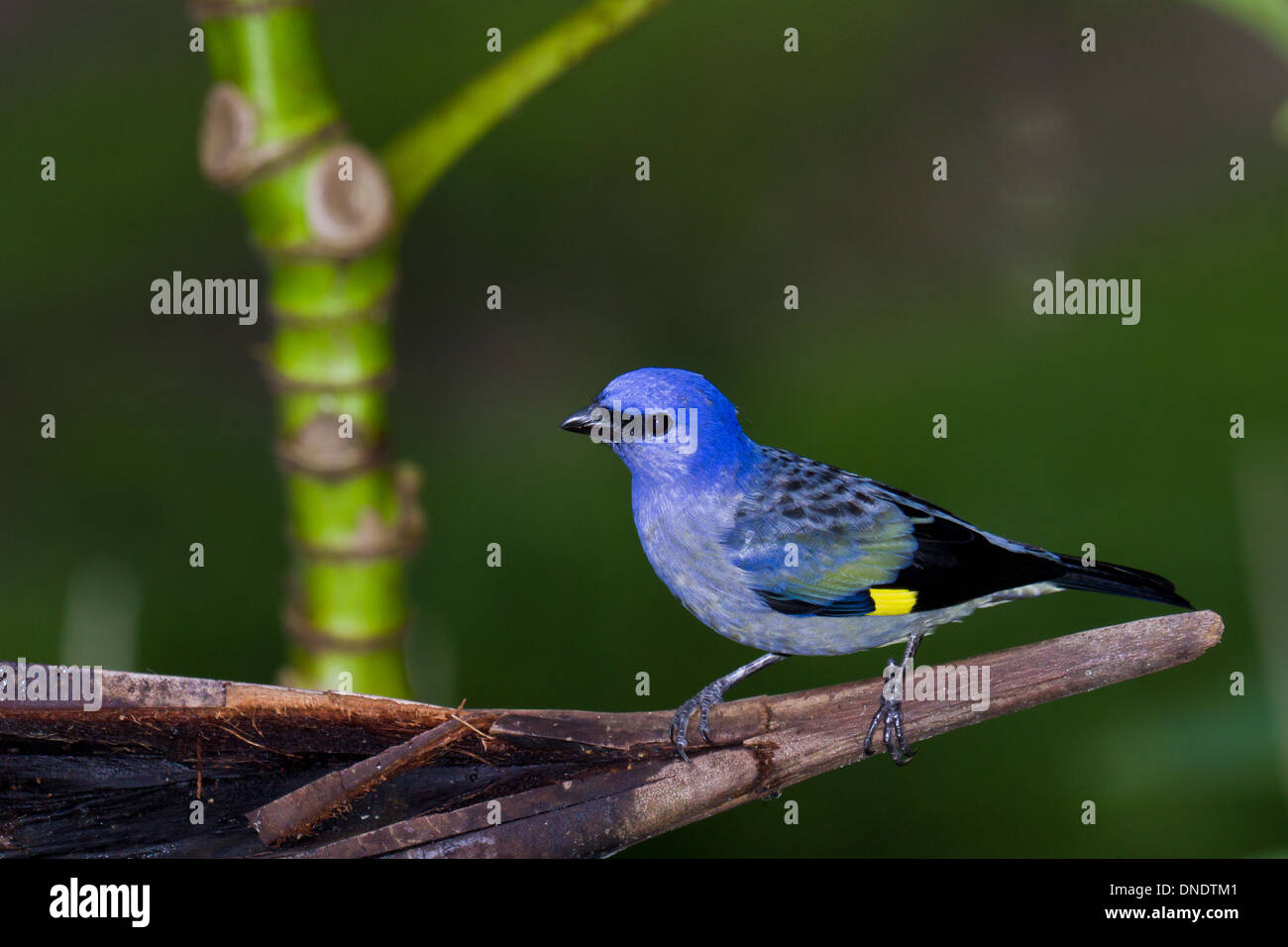 beautiful portrait of a Blue grey Tanager in the rainforest of Belize ...