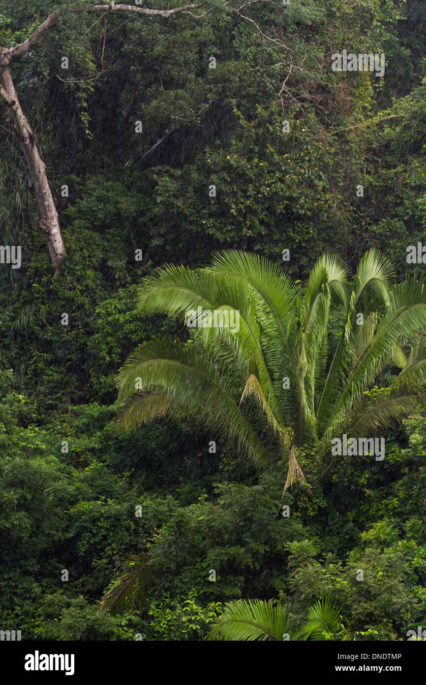 view from a distance of a tropical rain forest with very dense ...
