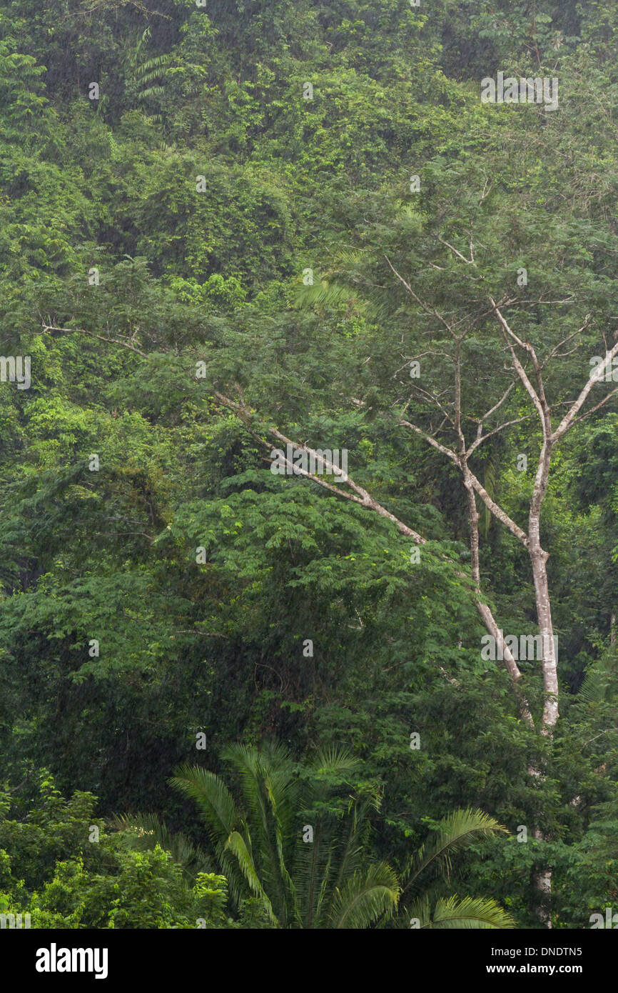 view from a distance of a tropical rain forest with very dense ...