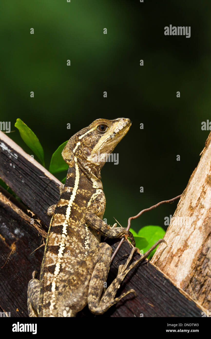 tree lizard climbing in the rain forest of Belize Stock Photo - Alamy