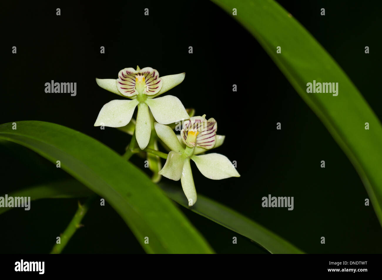 The National Flower Of Belize High Resolution Stock Photography and ...