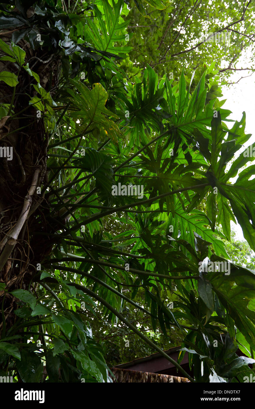 rain forest in Belize different trees and air plants all coexisting in ...