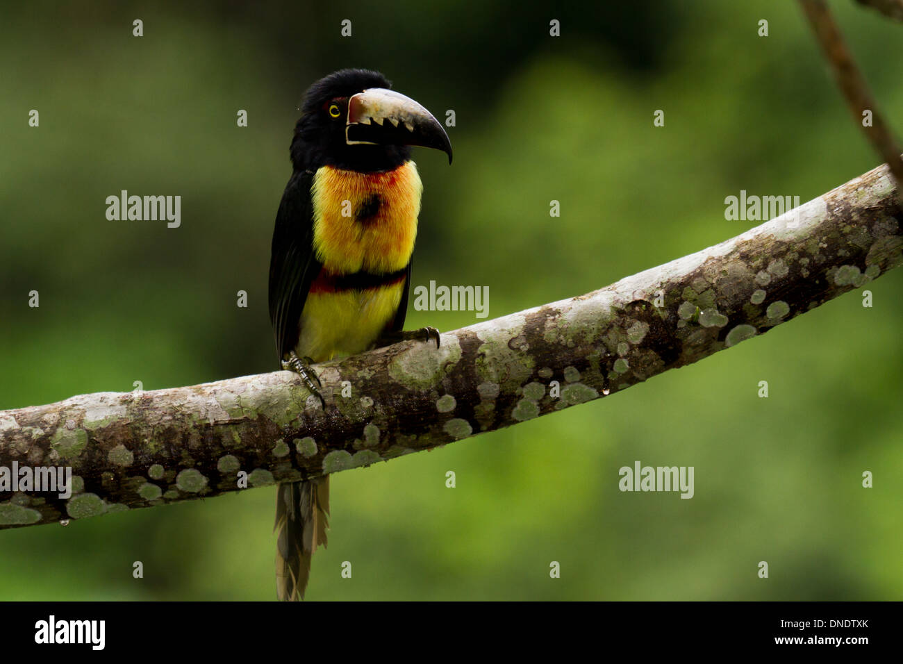 Aracari toucan perched on a branch in the rainforest of Belize Stock ...
